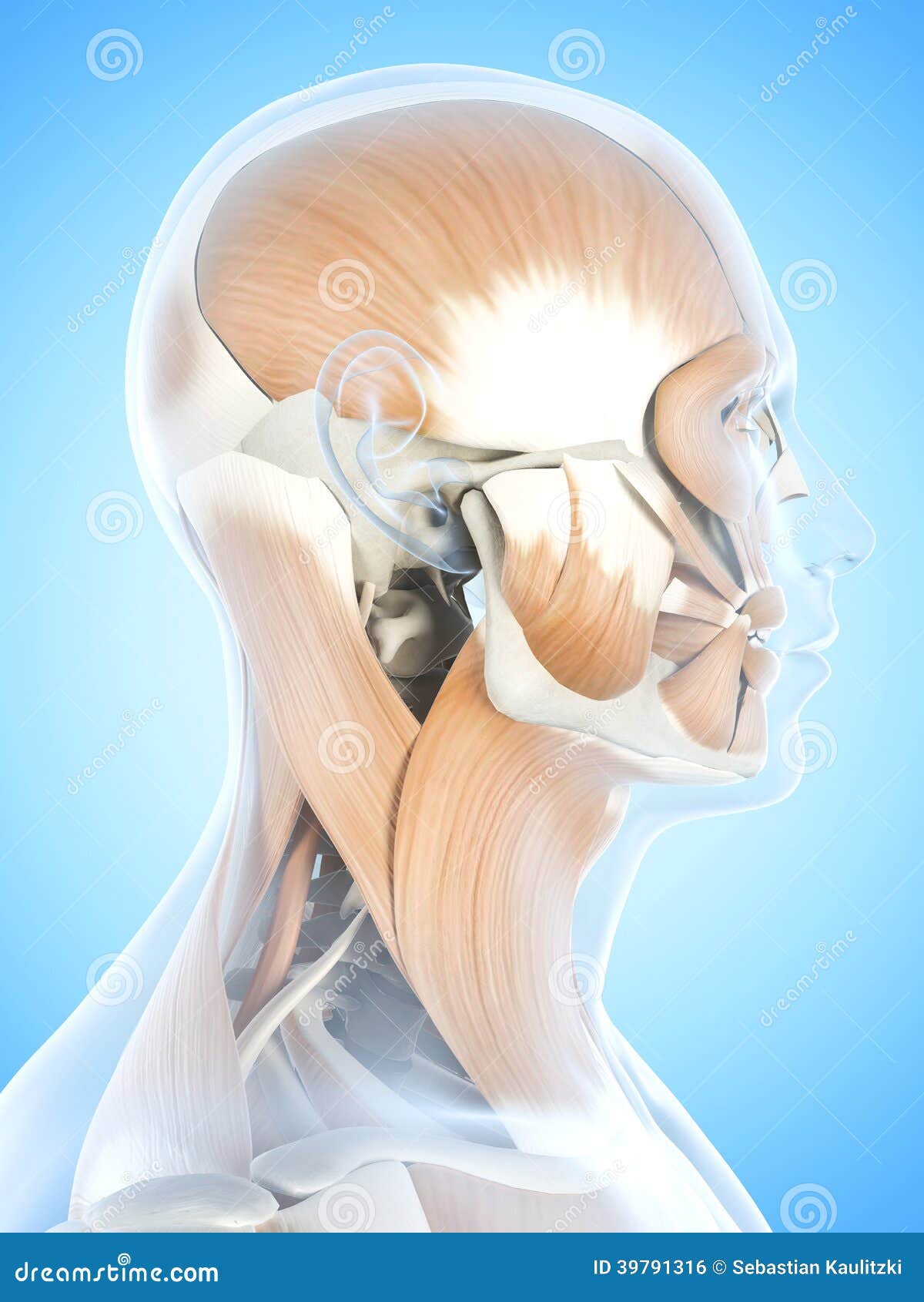 The Facial Muscles Royalty-Free Illustration | CartoonDealer.com #39791316