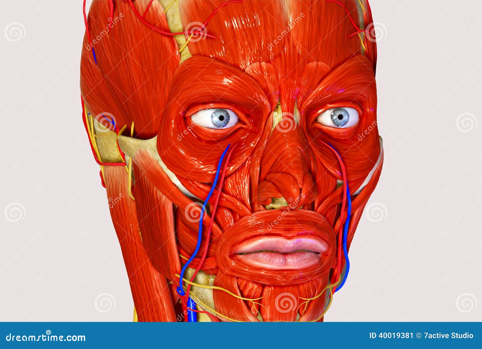 Facial muscles stock illustration. Illustration of face - 40019381