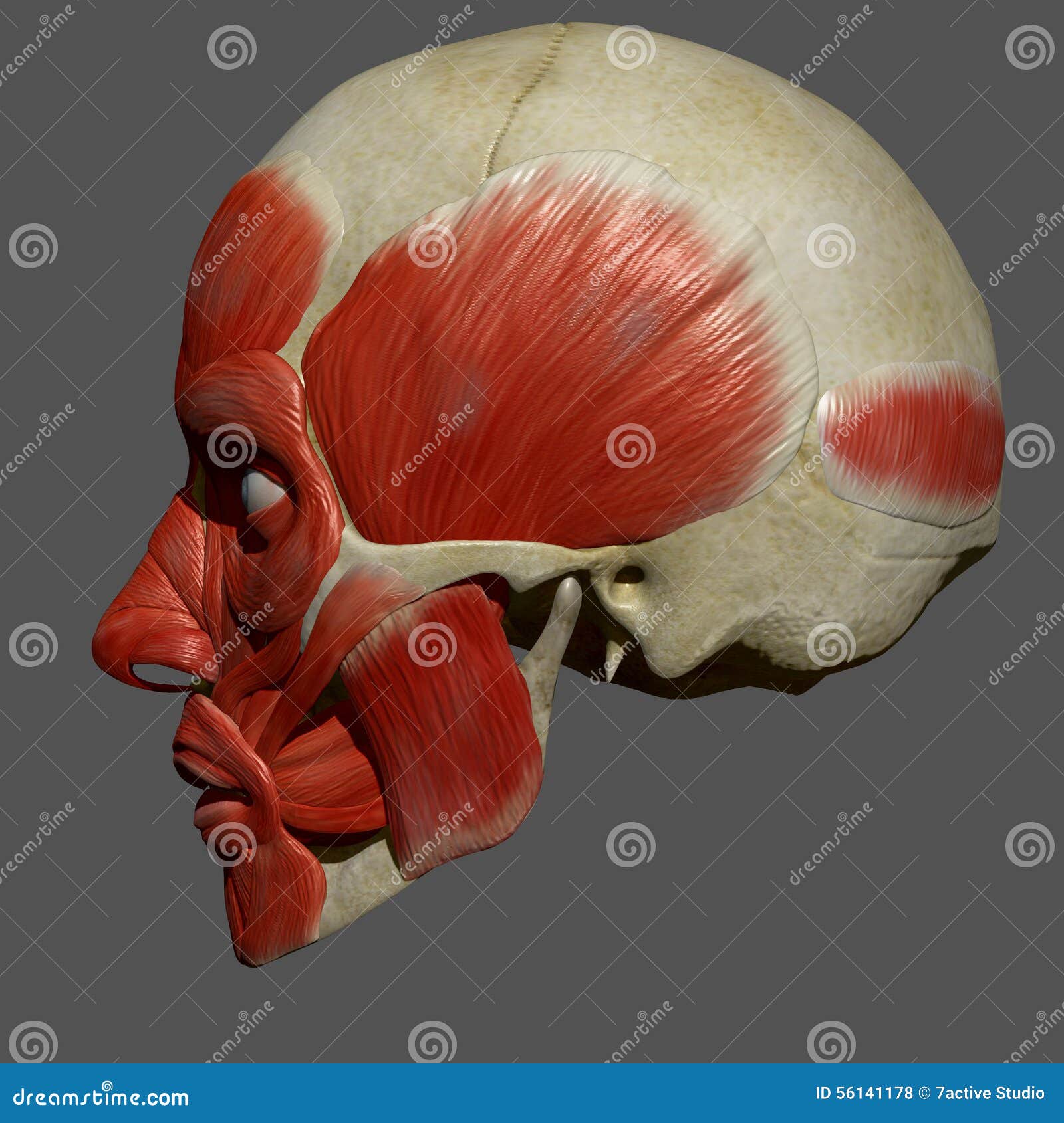 Facial Muscles stock illustration. Illustration of model - 56141178