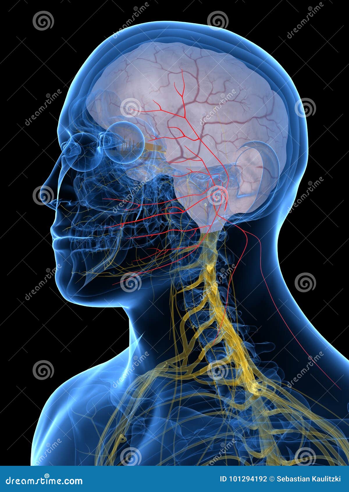 The Facial Nerve stock illustration. Illustration of human - 101294192