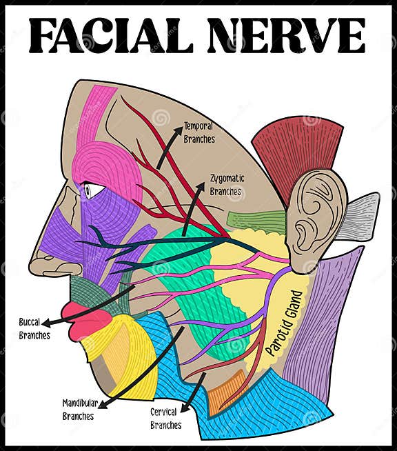 Human Facial Nerve Structure Scheme Diagram, Schematic Vector ...