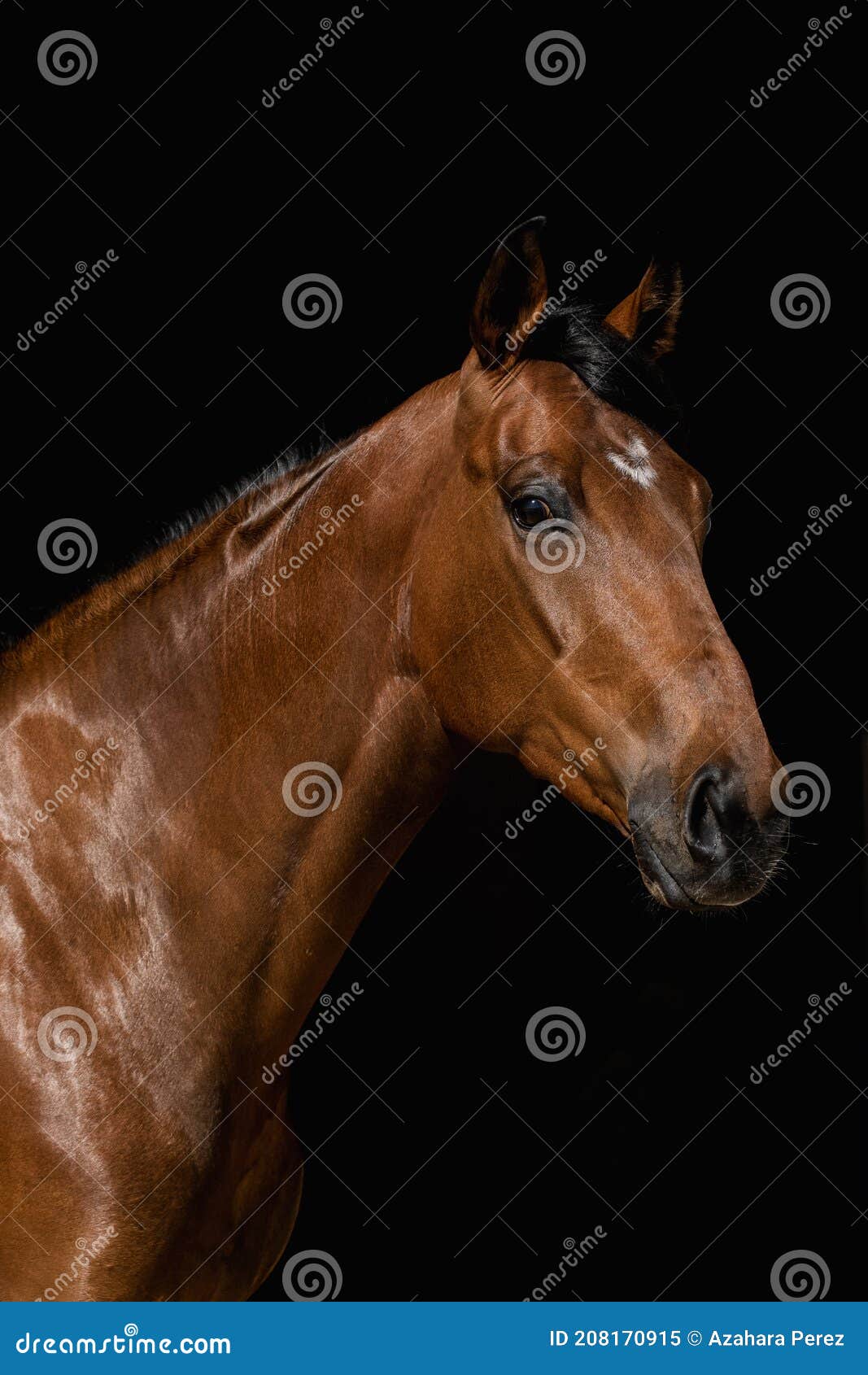 Facial Portrait of Brown Thoroughbred Isolated in Black Background ...