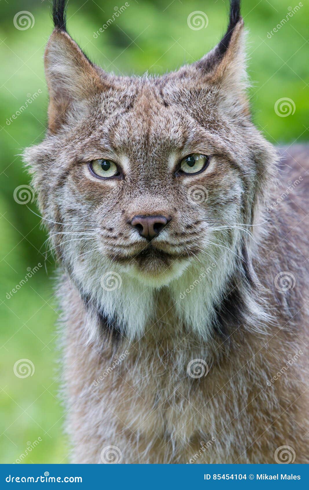 Facial portrait of lynx stock photo. Image of animal - 85454104