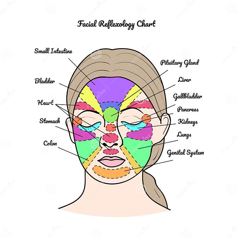 Facial Reflexology Chart. Vector Stock Vector - Illustration of ...