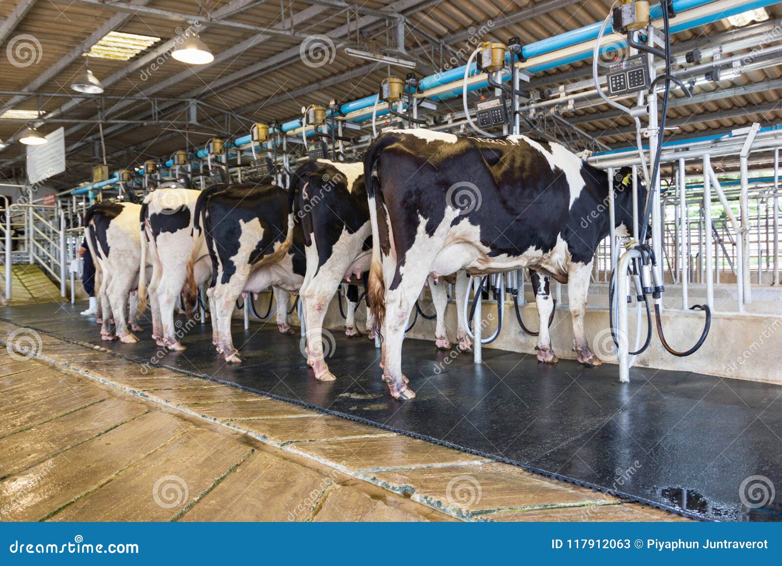 Facilidade De Ordenha Da Vaca, Vaca De Ordenha Imagem de Stock - Imagem ...