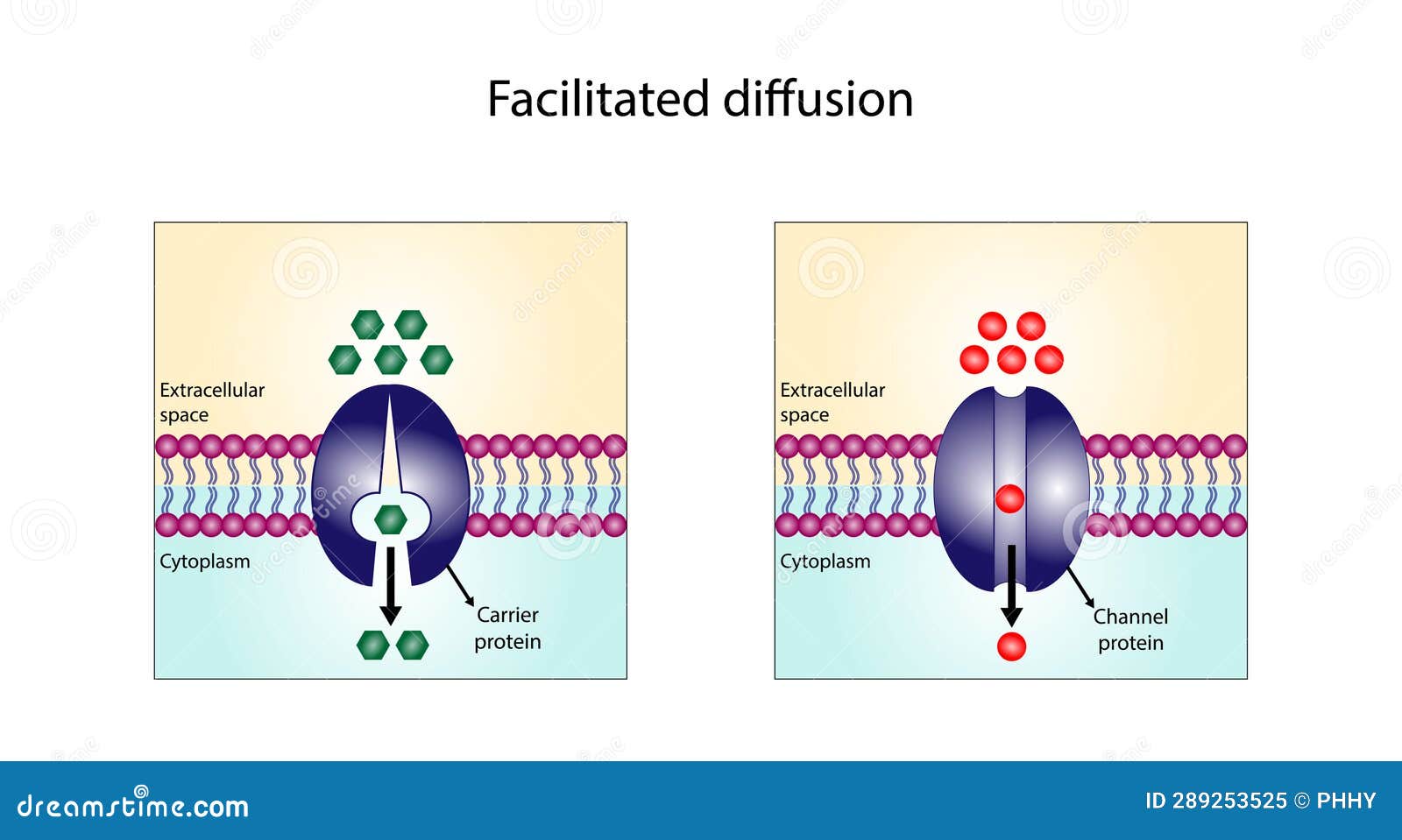 Facilitated Diffusion through a Specific or Non Specific Transporter ...