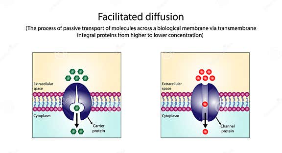 Facilitated Diffusion through a Specific or Non Specific Transporter ...