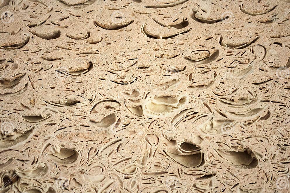 Facing Brown Shell Material Construction Stock Image - Image of facing ...