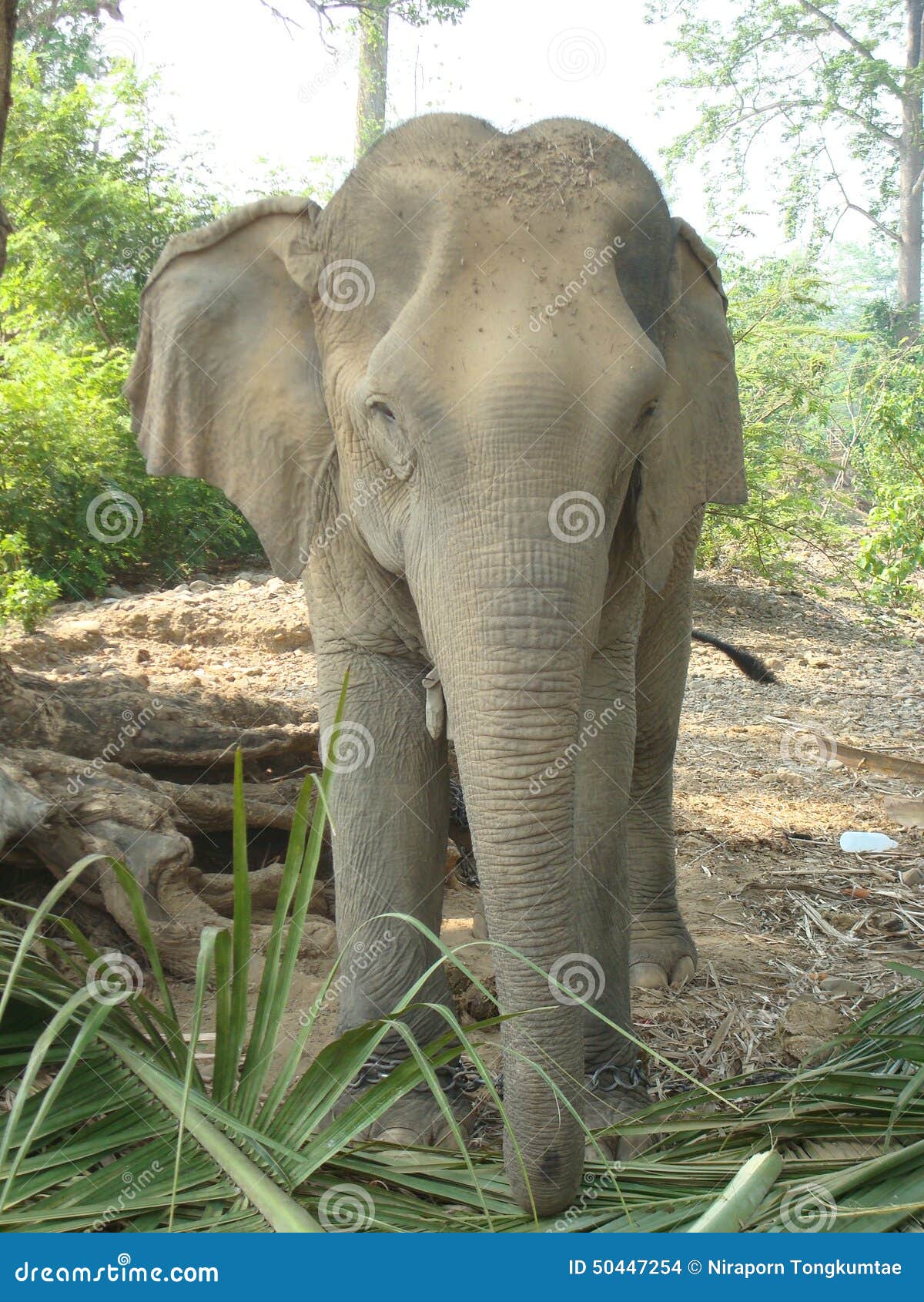 Facing the elephant stock photo. Image of black, face - 50447254
