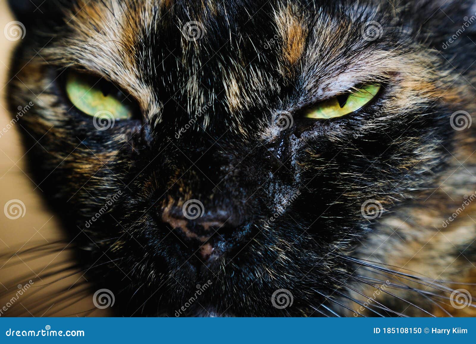 Facing Eyes of Angry Grumpy Cat Unhappy Looking Directly at the Camera ...