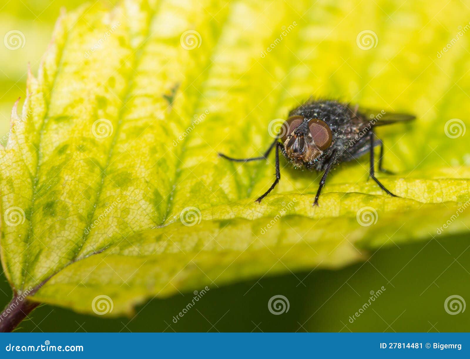 Facing the Fly stock image. Image of macro, head, shrub - 27814481