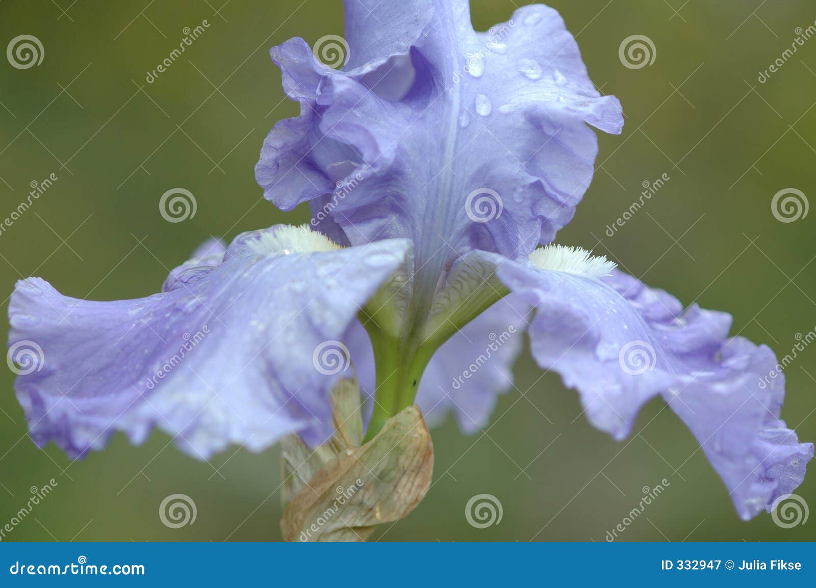 Facing Iris stock image. Image of garden, iris, fall, spring - 332947