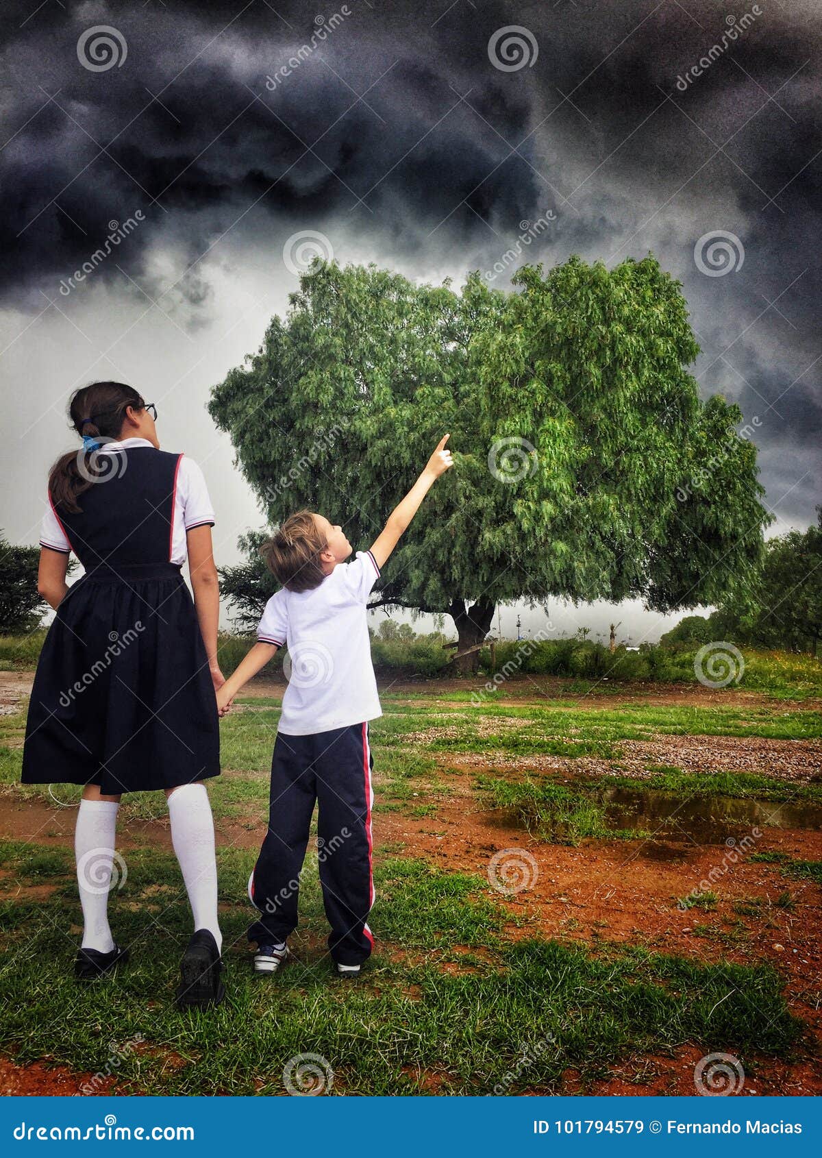 Facing the storm stock image. Image of clouds, tree - 101794579