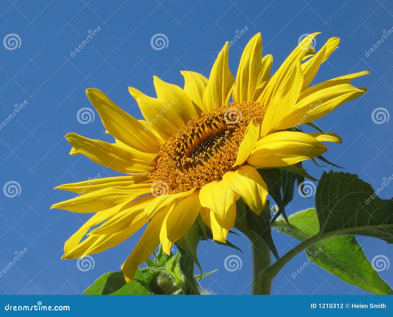 Facing the Sun stock photo. Image of flora, blue, sunflower - 1210312