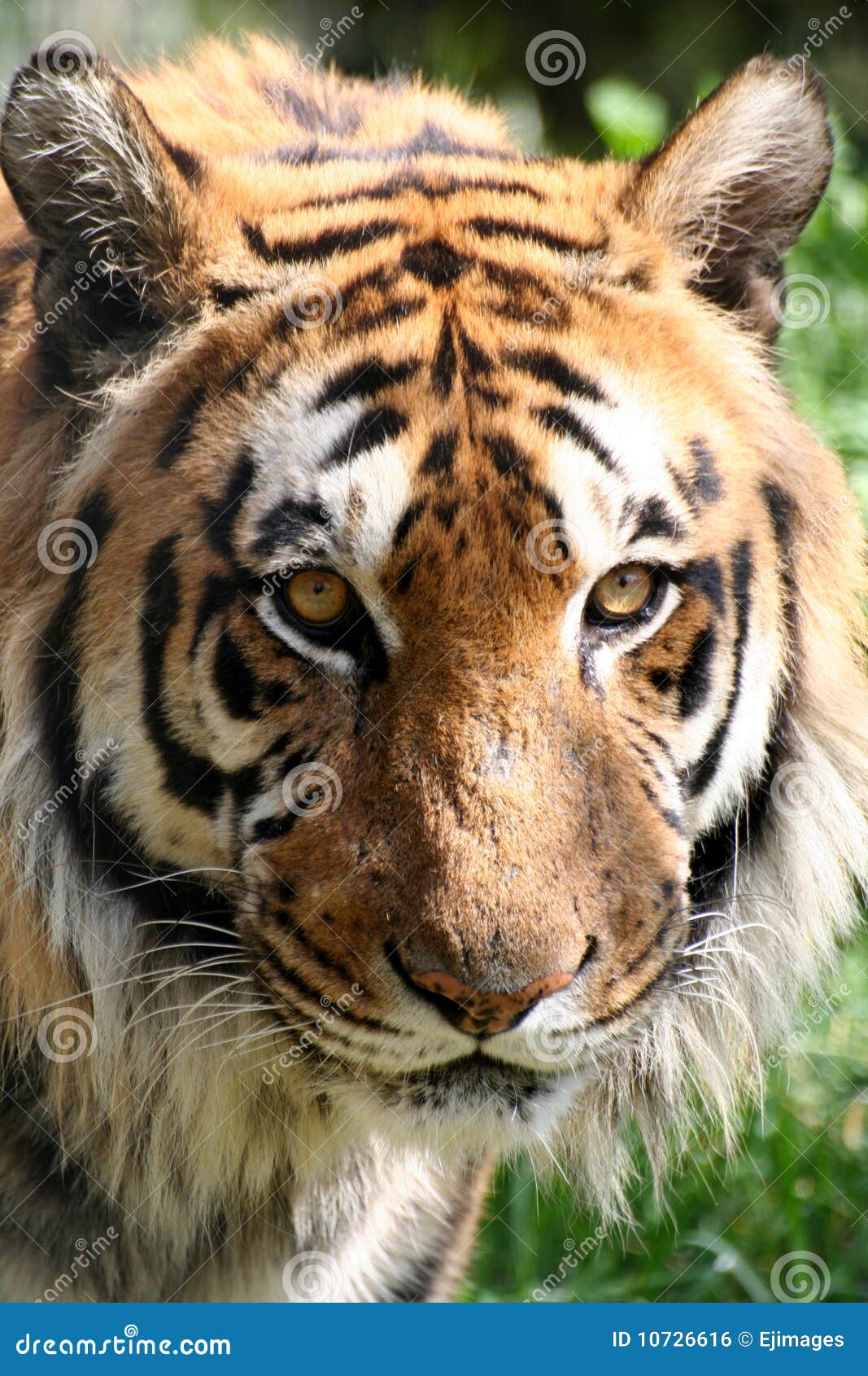 Facing Tiger stock photo. Image of look, wild, face, india - 10726616