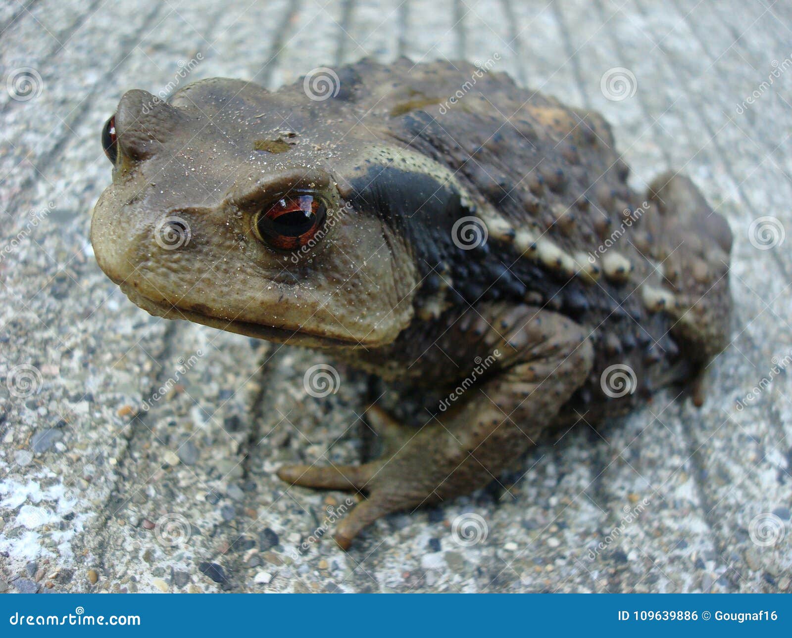 3/4 facing toad stock photo. Image of amphibian, species - 109639886