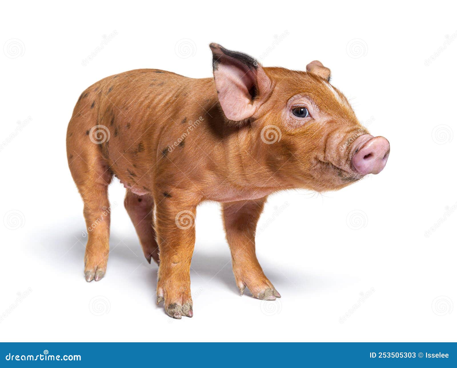 Facing Young Pig Looking at the Camera Mixedbreed, Isolated Stock Image ...