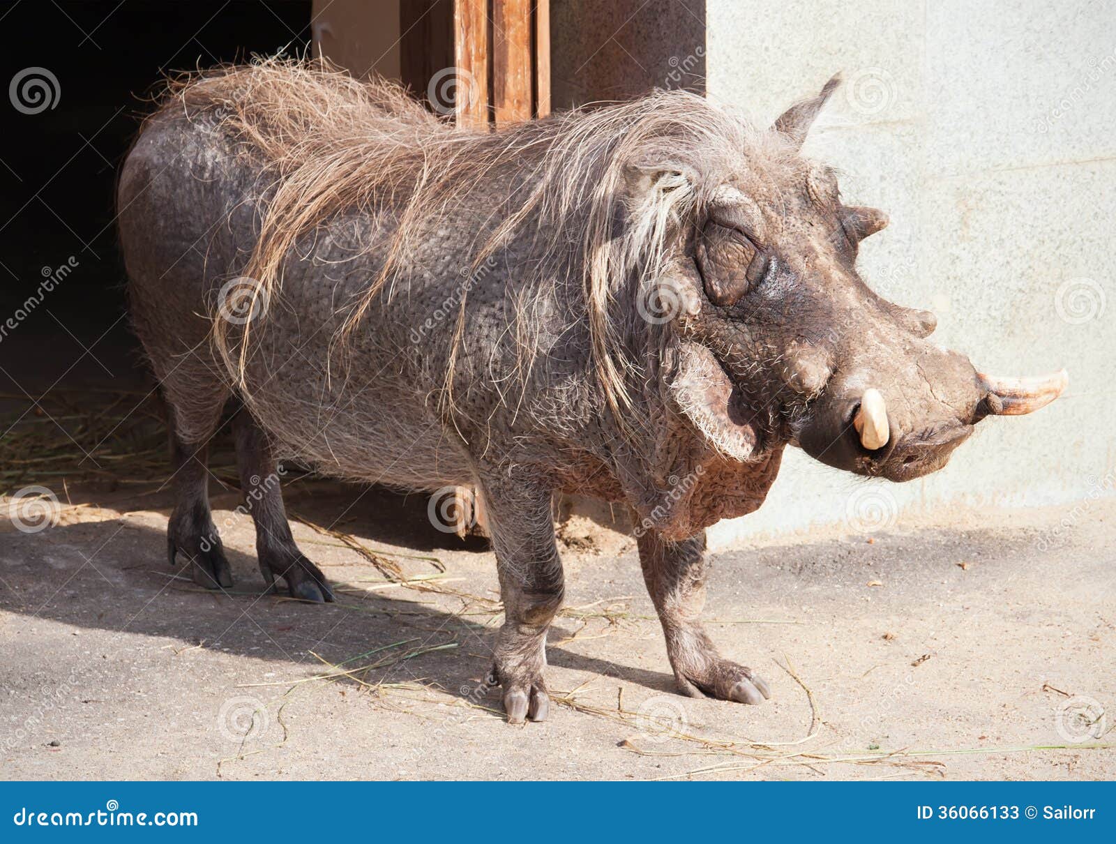 Facocero immagine stock. Immagine di nave, testuggine - 36066133