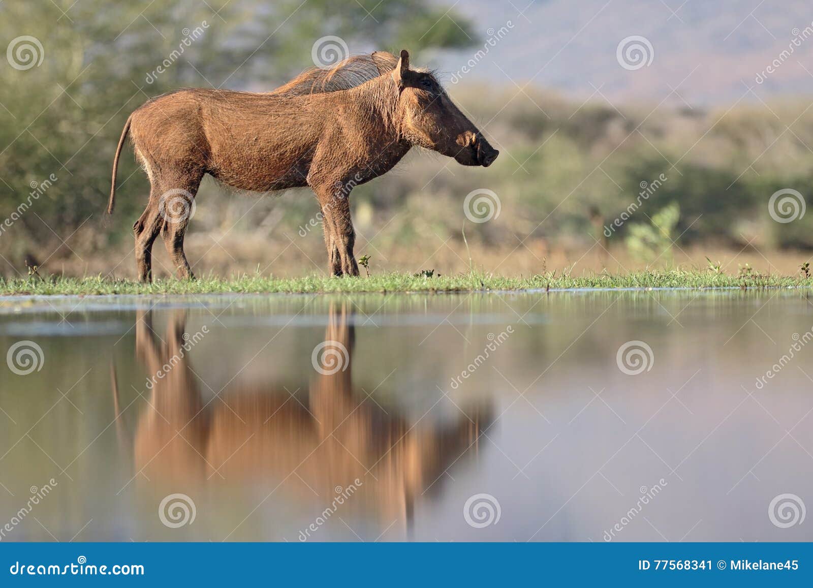 Facocero, Aethiopicus Del Phacochoerus Immagine Stock - Immagine di ...