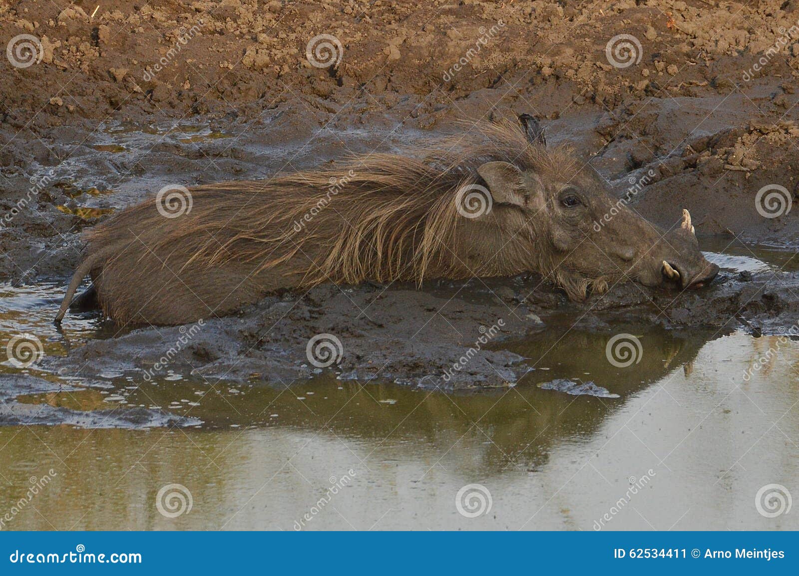 Facocero (africanus Del Phacochoerus) Immagine Stock - Immagine di ...