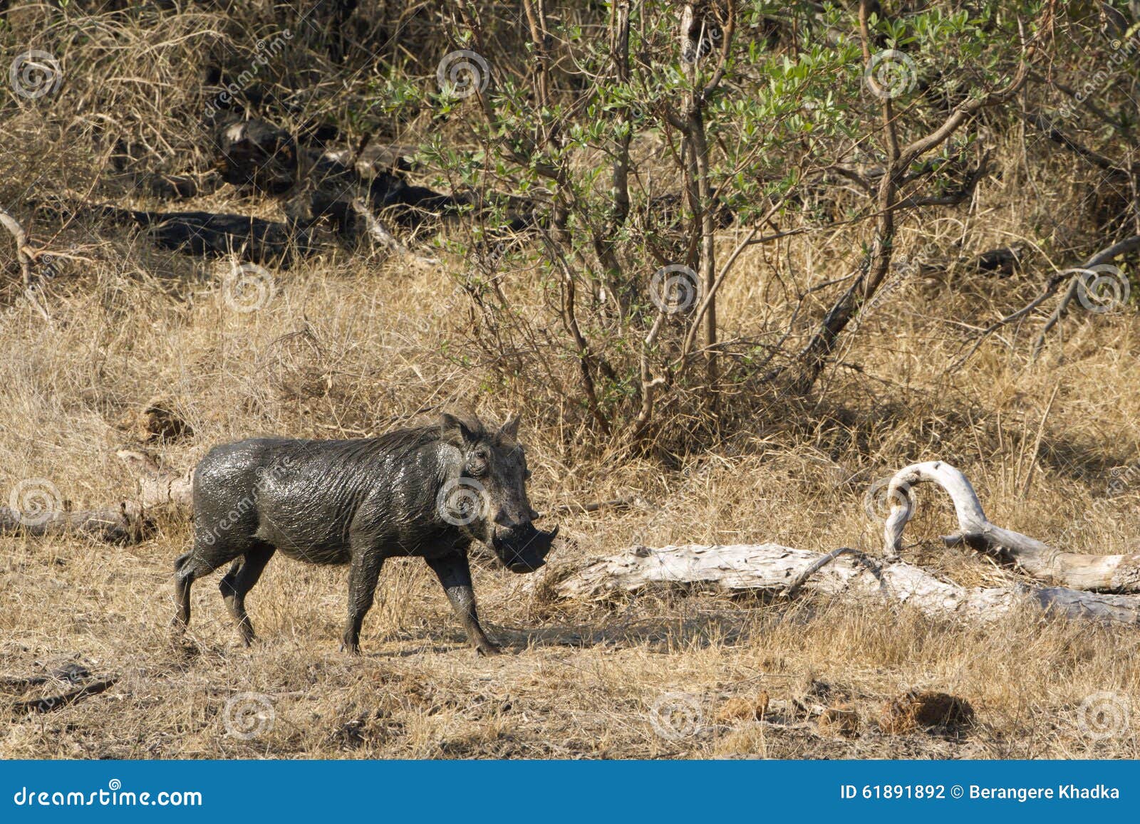 Facocero Comune Nel Parco Nazionale Di Kruger Fotografia Stock ...