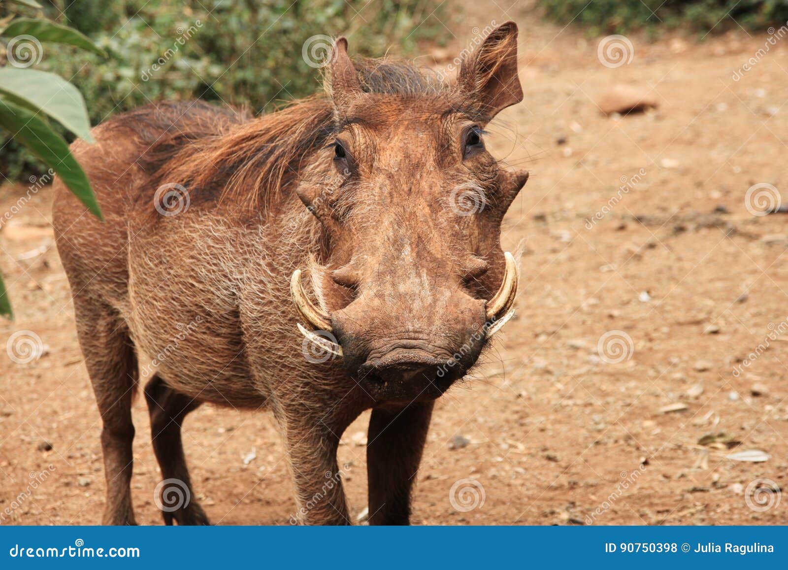 Facocero Comune, Vista Frontale Fotografia Stock - Immagine di ...