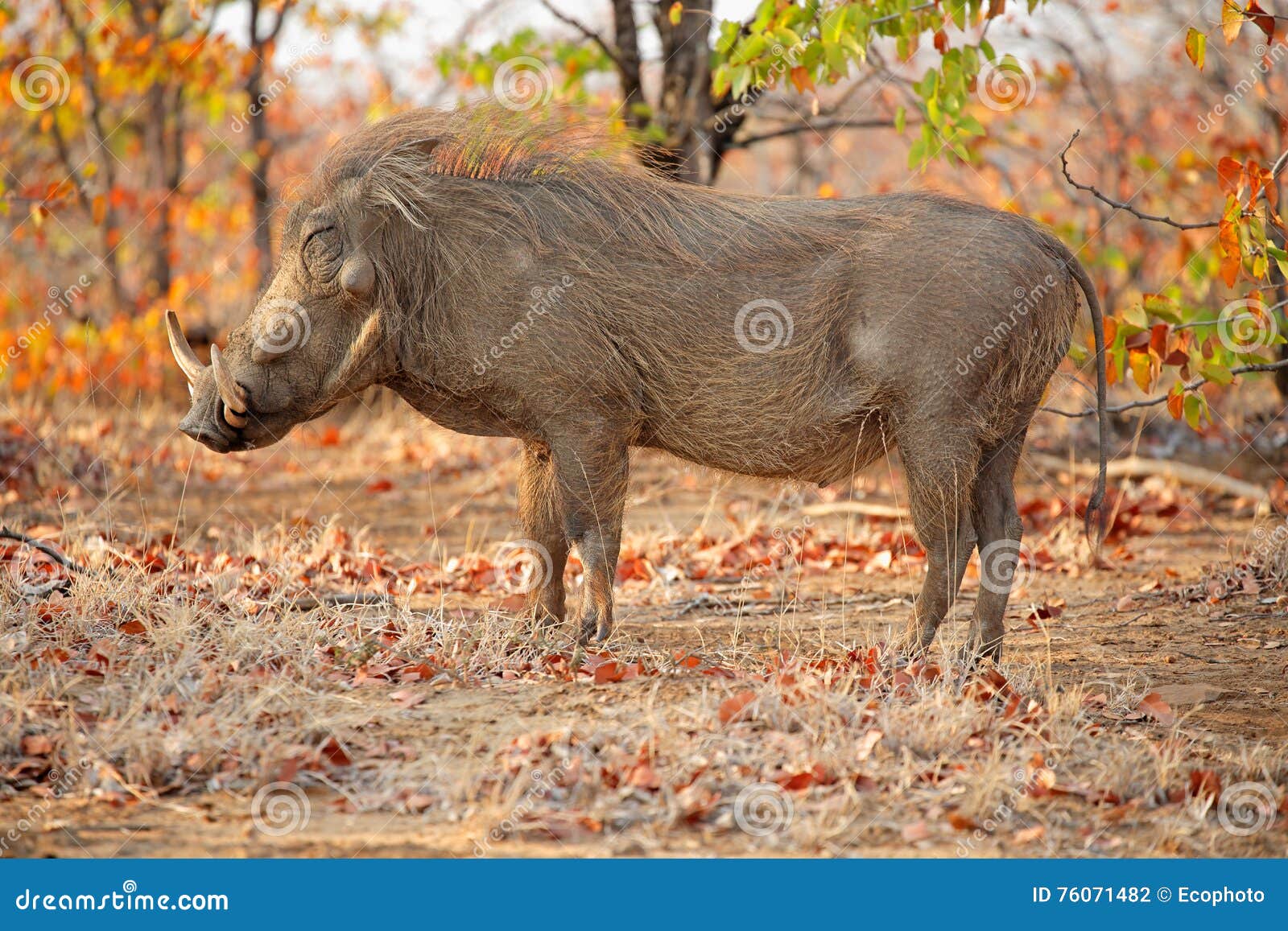 Facocero in Habitat Naturale Fotografia Stock - Immagine di esterno ...