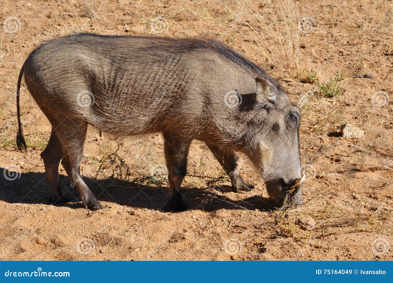 Facocero in Namibia Africa immagine stock. Immagine di zanna - 75164049