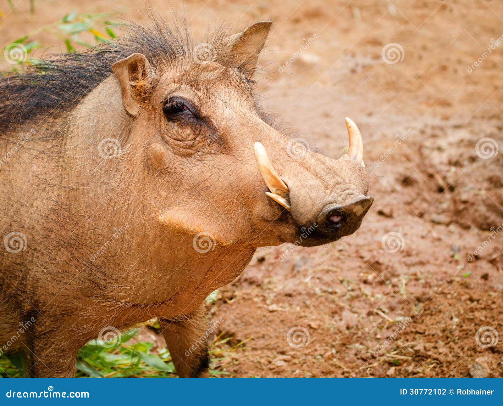 Facoquero foto de archivo. Imagen de prados, fauna, salvaje - 30772102