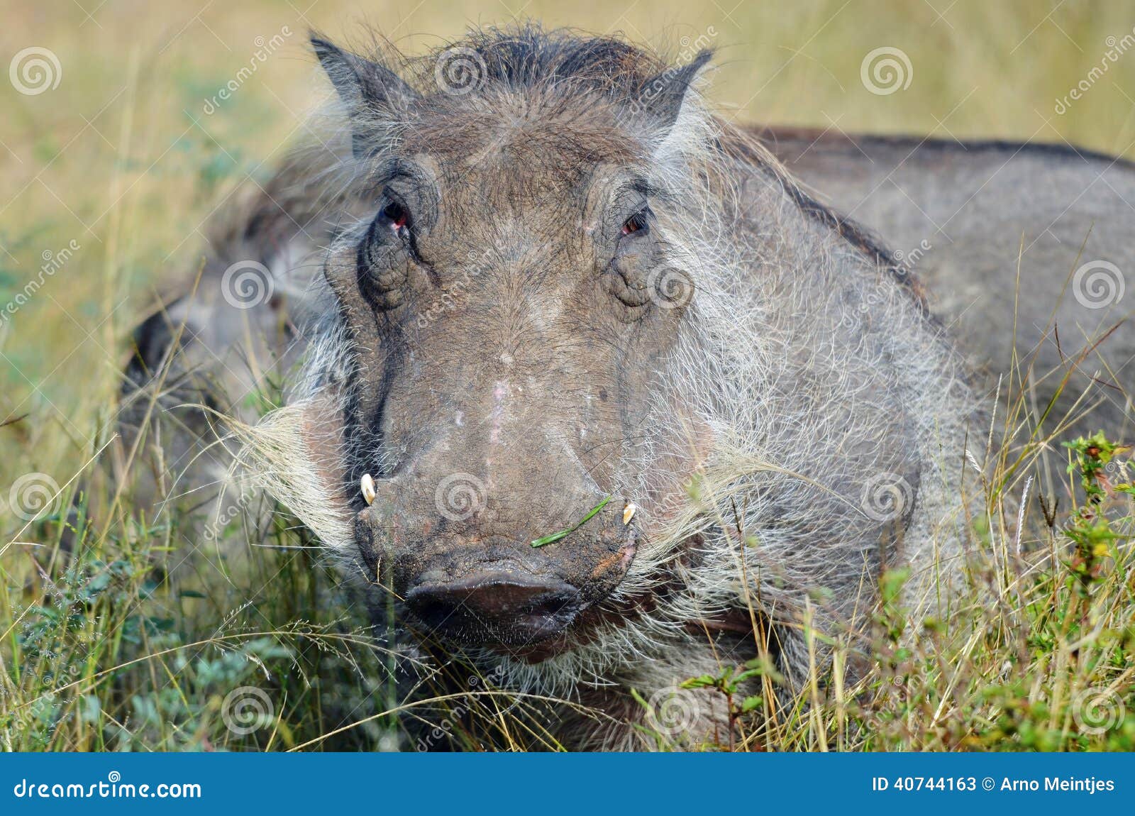 Facoquero (africanus Del Phacochoerus) Imagen de archivo - Imagen de ...