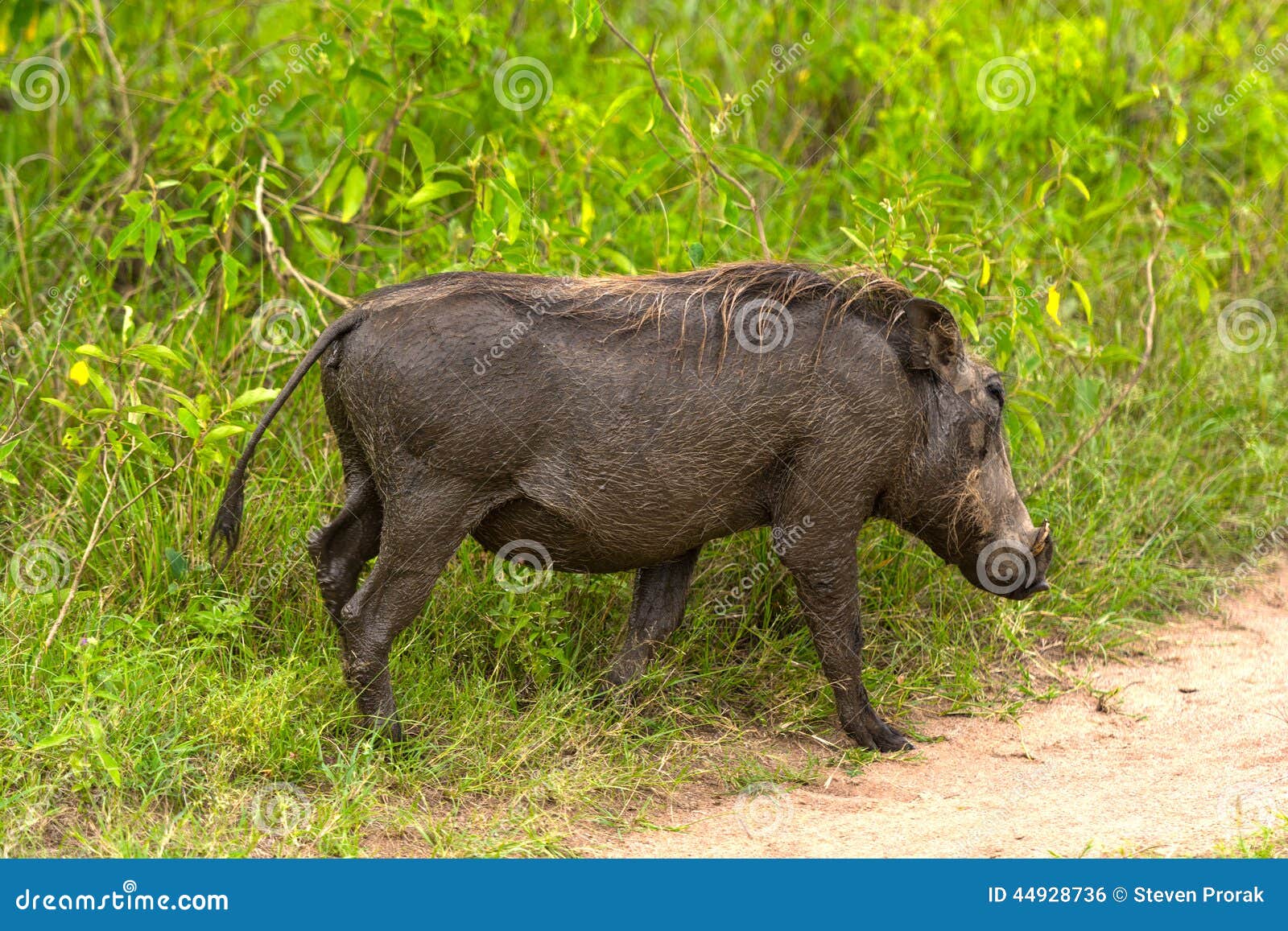 Facoquero en el desierto foto de archivo. Imagen de exterior - 44928736