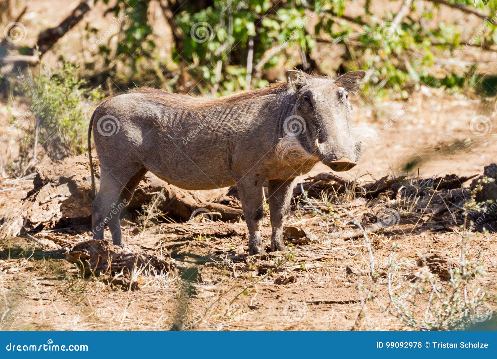 Facoquero lindo foto de archivo. Imagen de kruger, parque - 99092978