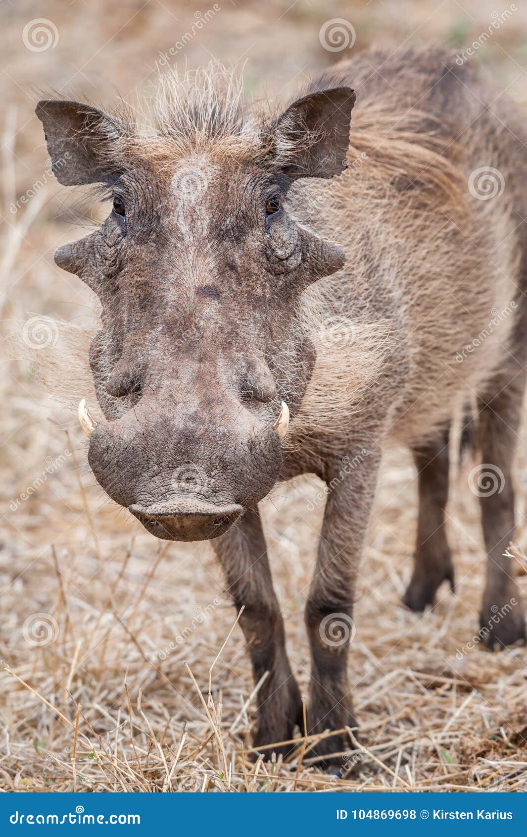 Facoquero - Phacochoerus foto de archivo. Imagen de animal - 104869698
