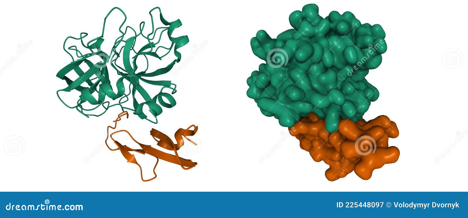 Structure Of Factor Xa Royalty-Free Stock Photography | CartoonDealer ...