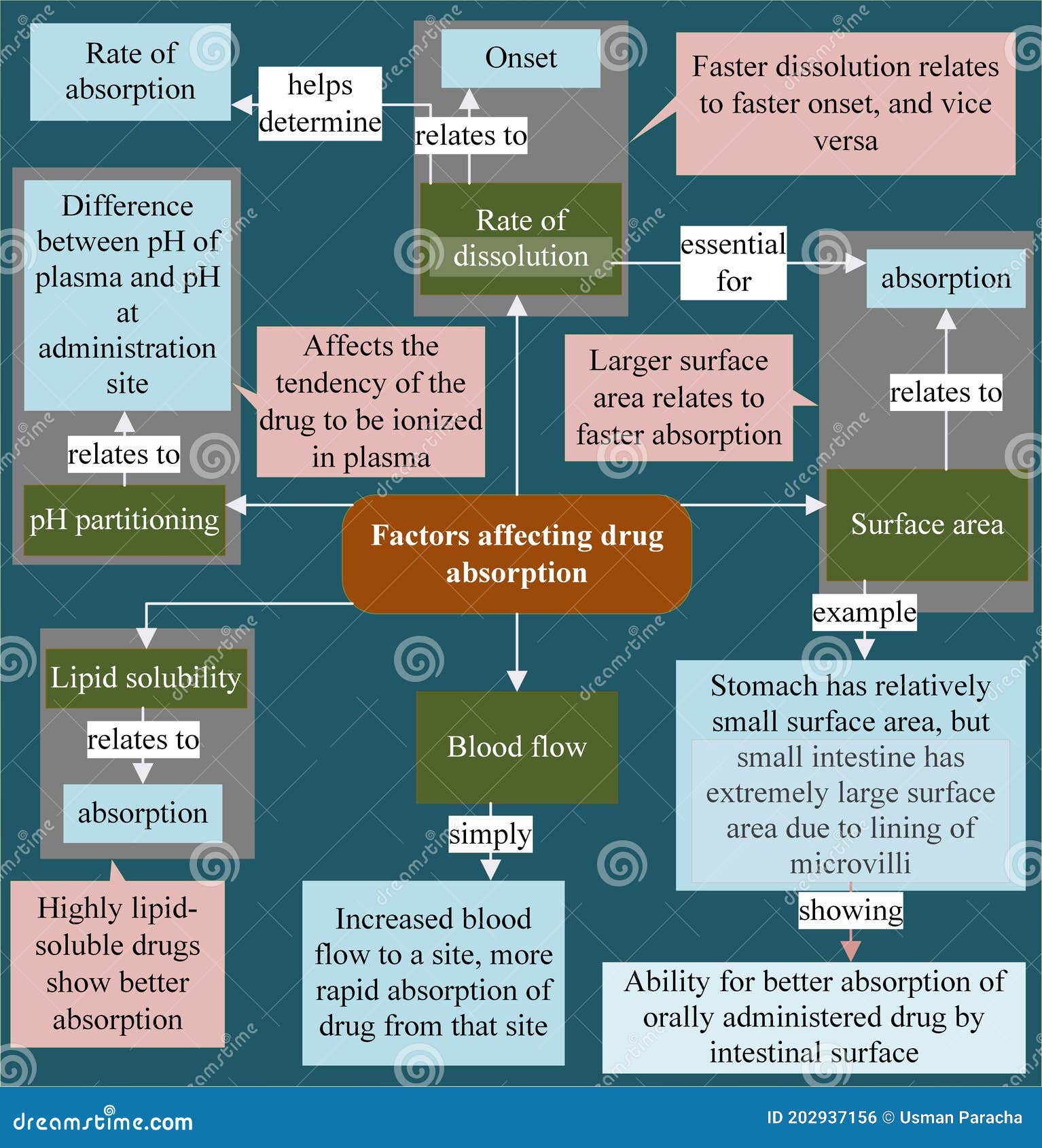 Factors Affecting The Absorption Of Drugs Stock Photography ... Factors Affecting The Absorption Of Drugs Stock Photography ...