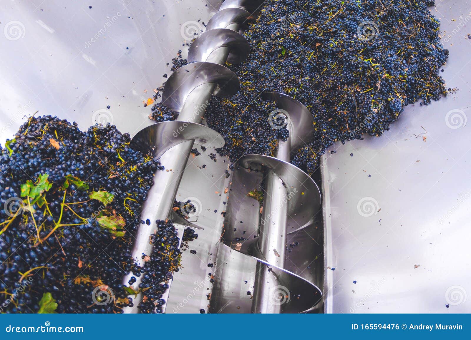 Factory Processing of Grapes Stock Photo - Image of juice, viticulture ...