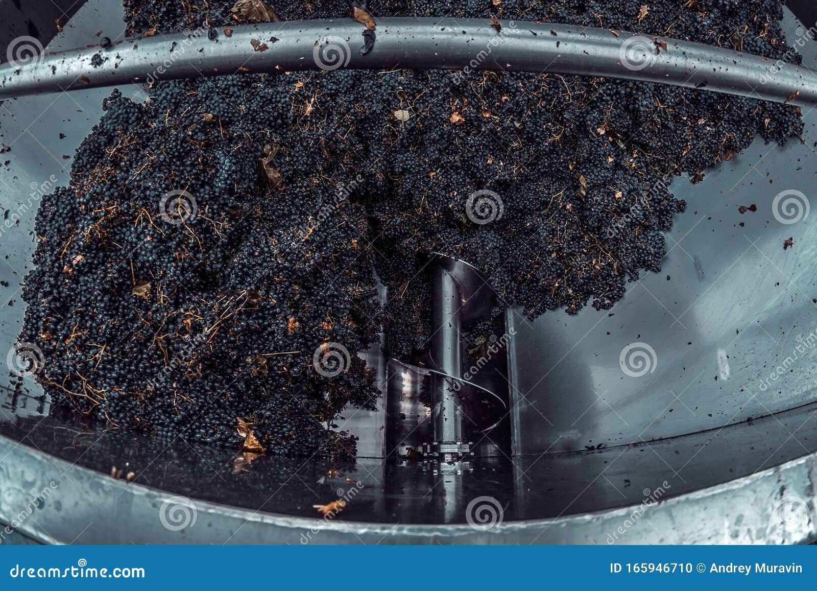 Factory Processing of Grapes Stock Photo - Image of harvest, processing ...