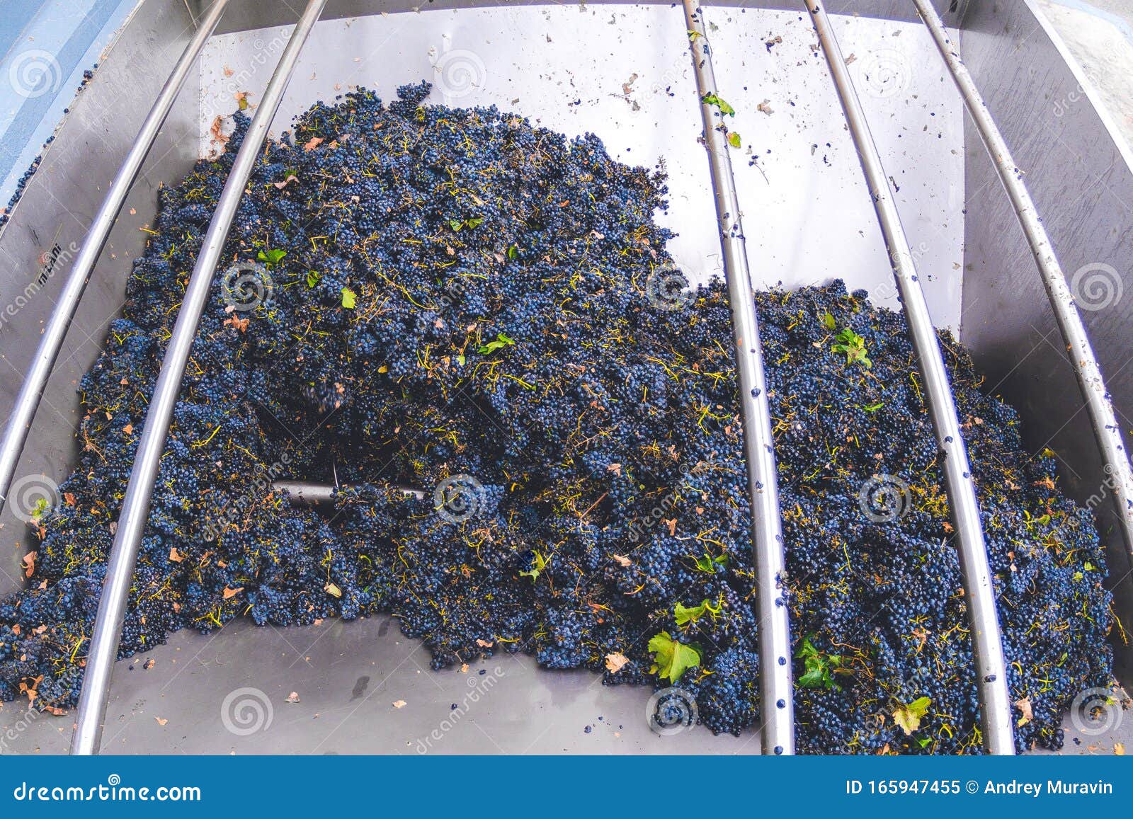 Factory Processing of Grapes Stock Image - Image of grape, liquid ...