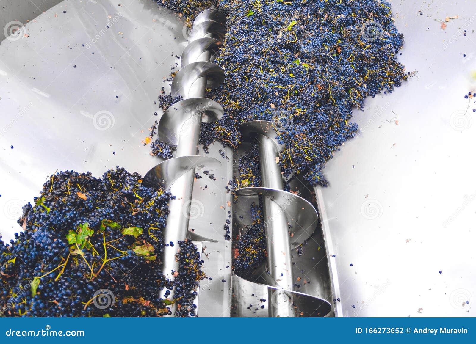 Factory Processing of Grapes Stock Photo - Image of production, press ...