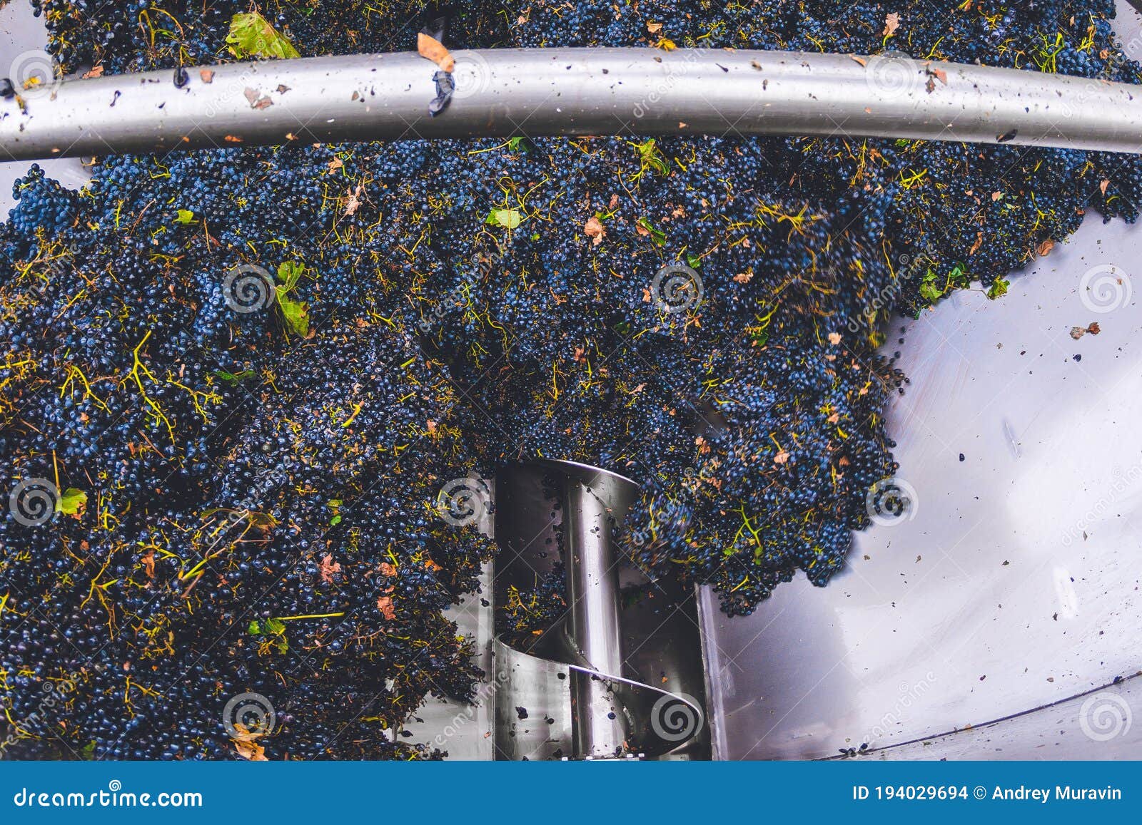 Factory Processing of Grapes Stock Photo - Image of production, fruit ...