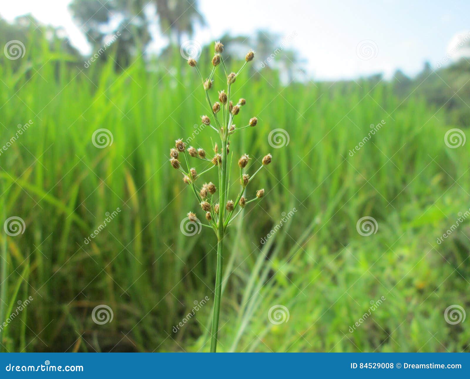Paddy Field stock photo. Image of flower, environment - 84529008
