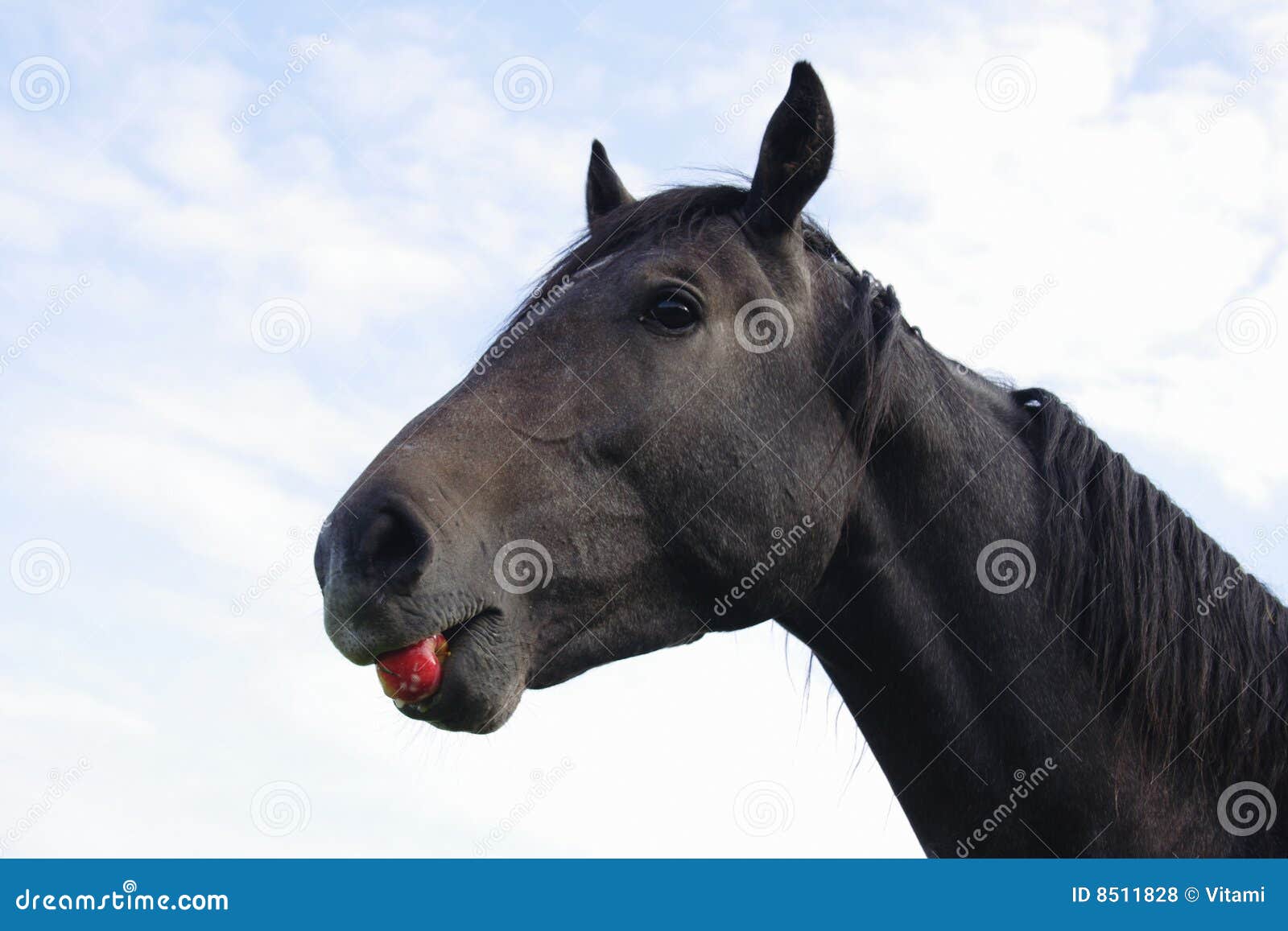Faddy horse stock photo. Image of choosy, apple, faddy - 8511828