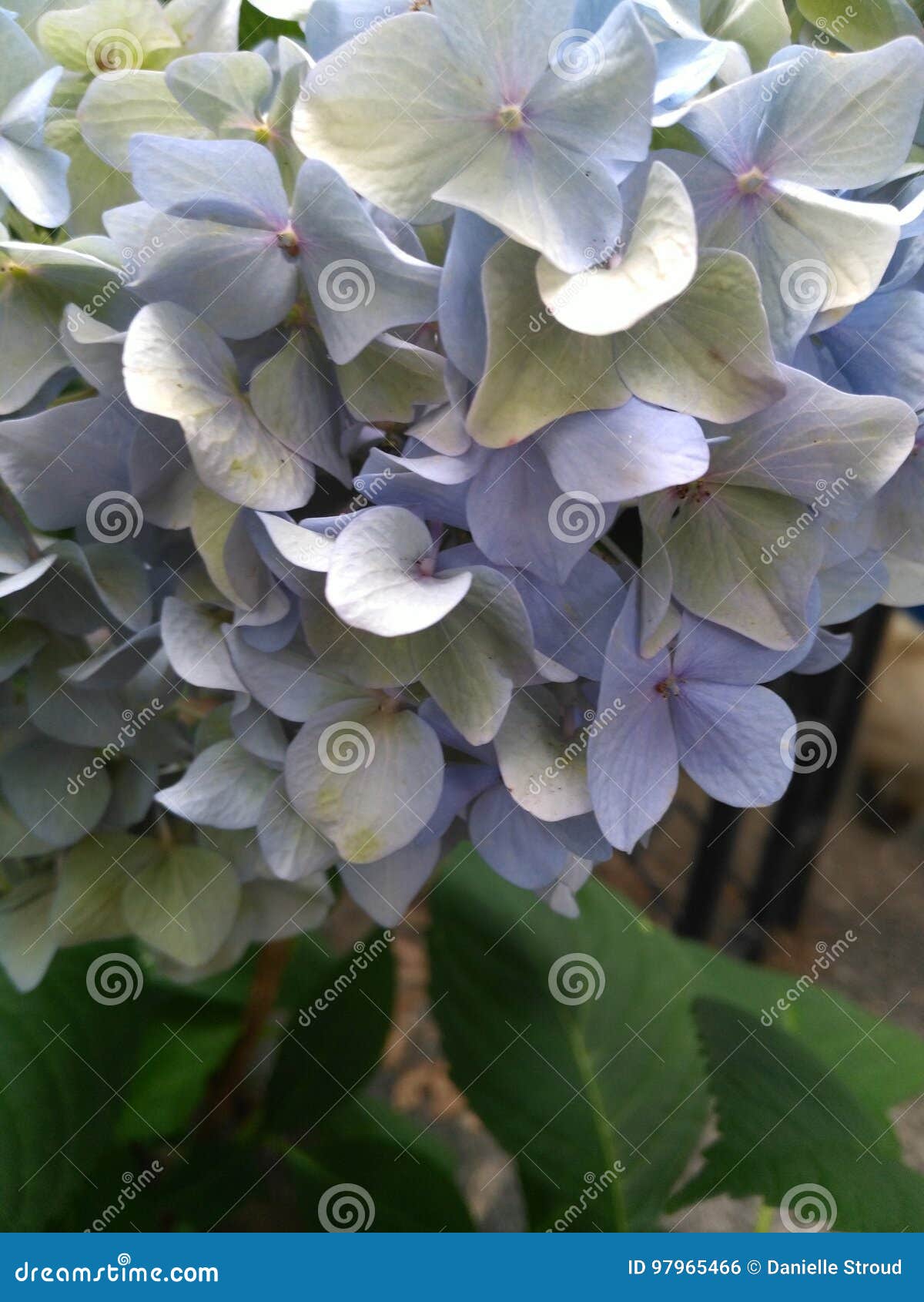 Fade Blue stock photo. Image of fade, bloom, flowers - 97965466