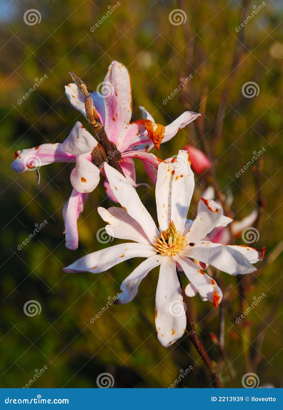 Fade flower stock image. Image of cultivate, flower, droop - 2213939