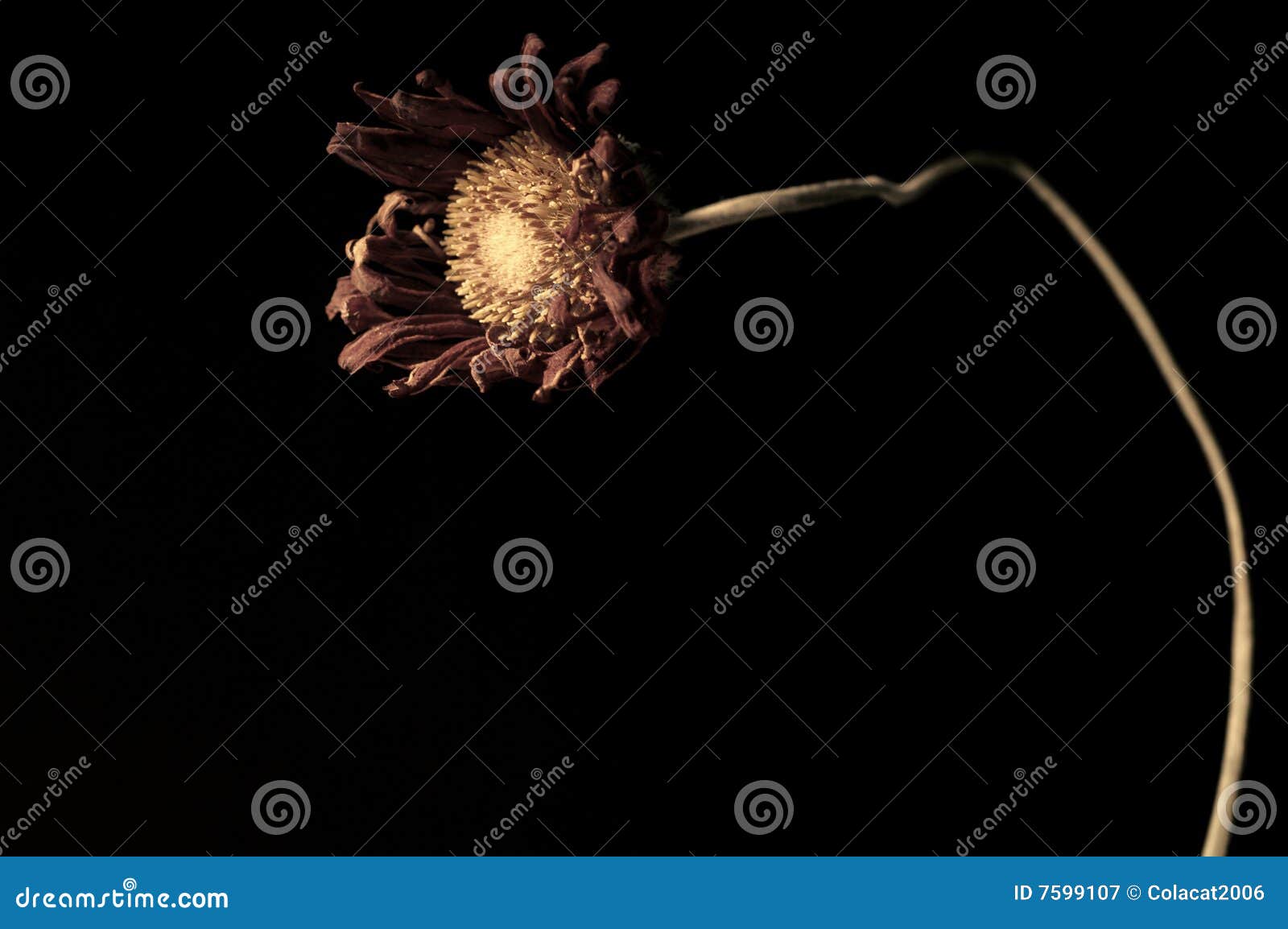 Fade flower stock image. Image of thirsty, plant, fauna - 7599107