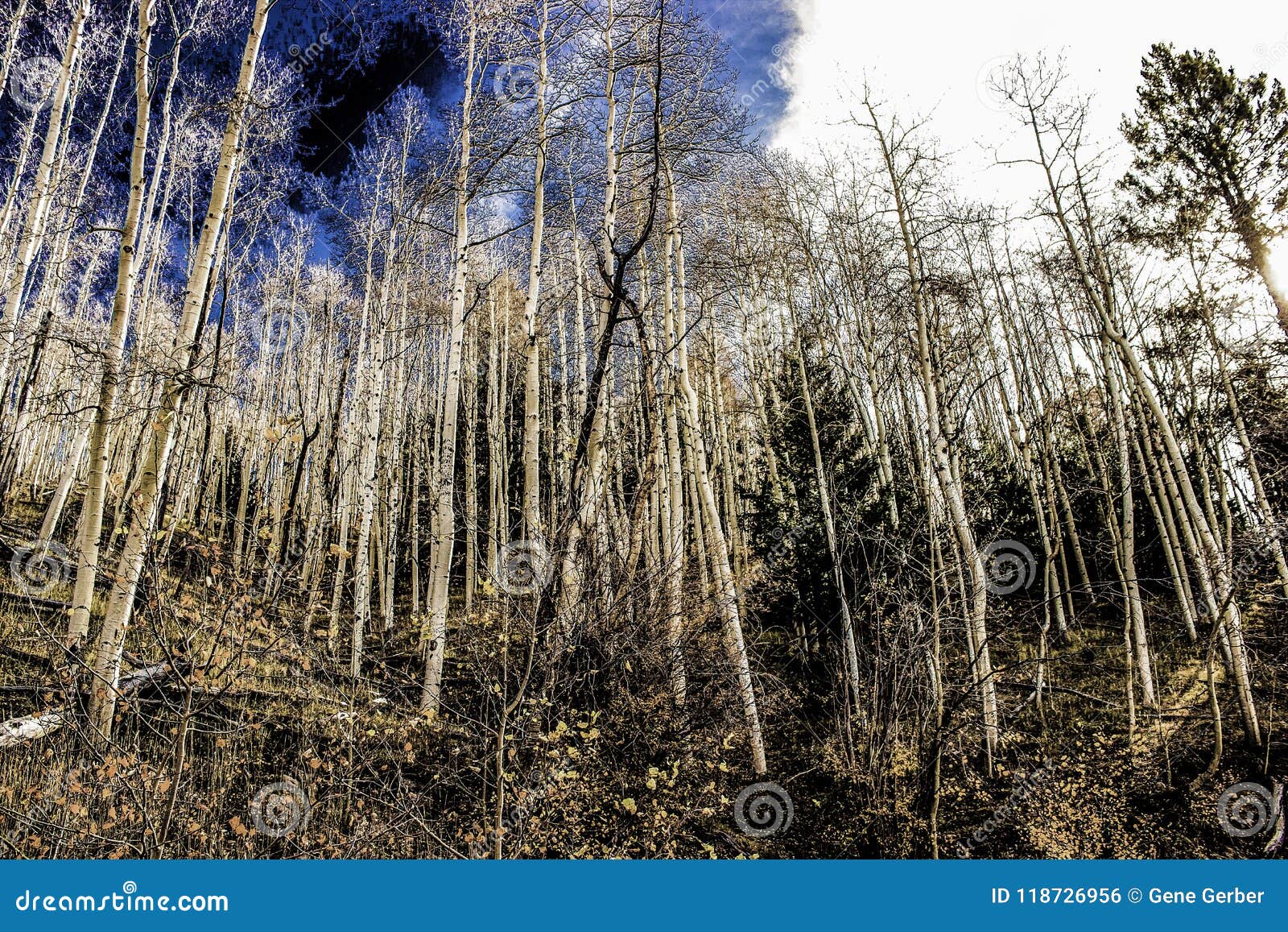 Fade Forest stock photo. Image of wilderness, winter - 118726956