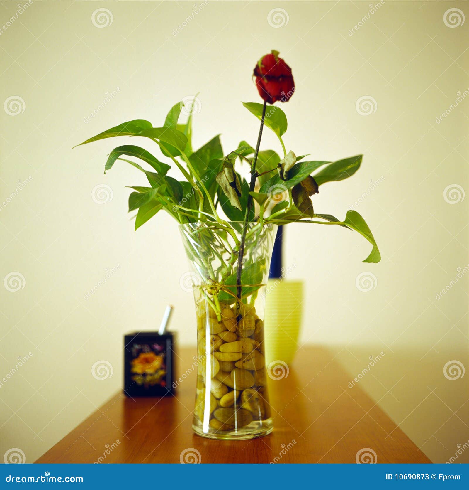 Fade rose stock image. Image of love, nature, plant, fade - 10690873