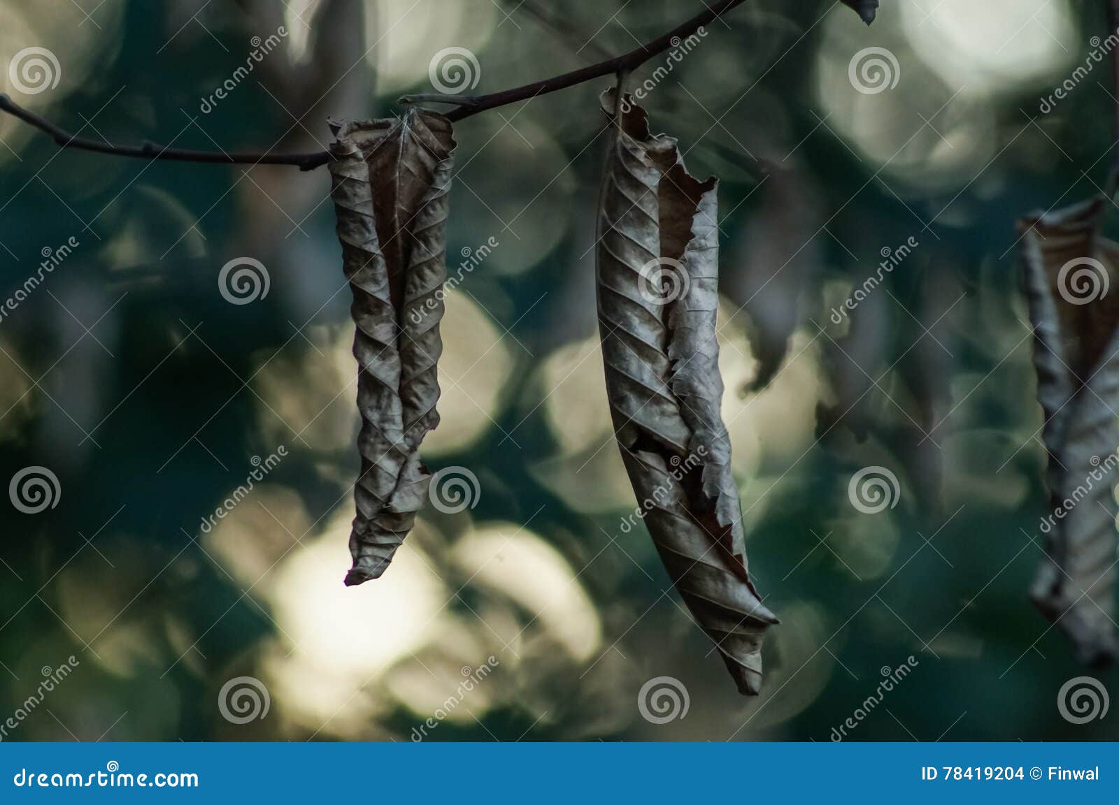 Faded Autumn Leaves on Tree Stock Photo - Image of background, green ...