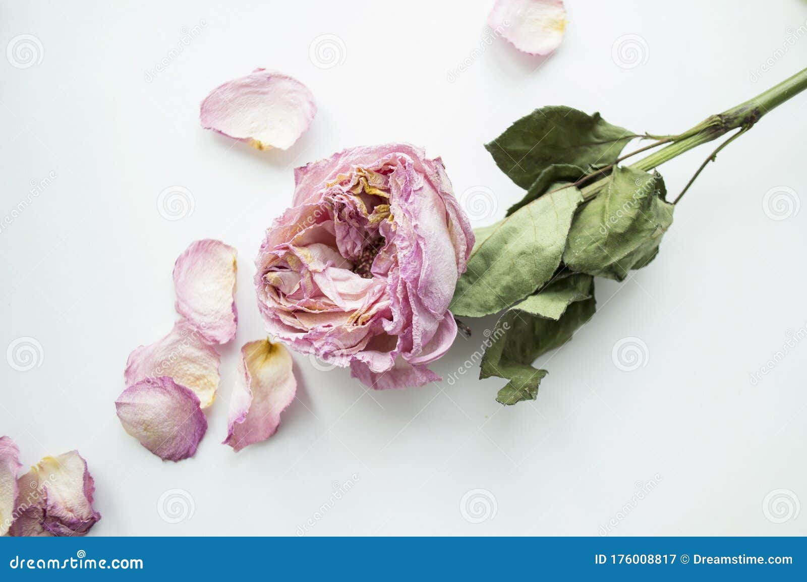 Faded Beautiful Rose on a Light Background Stock Image - Image of ...