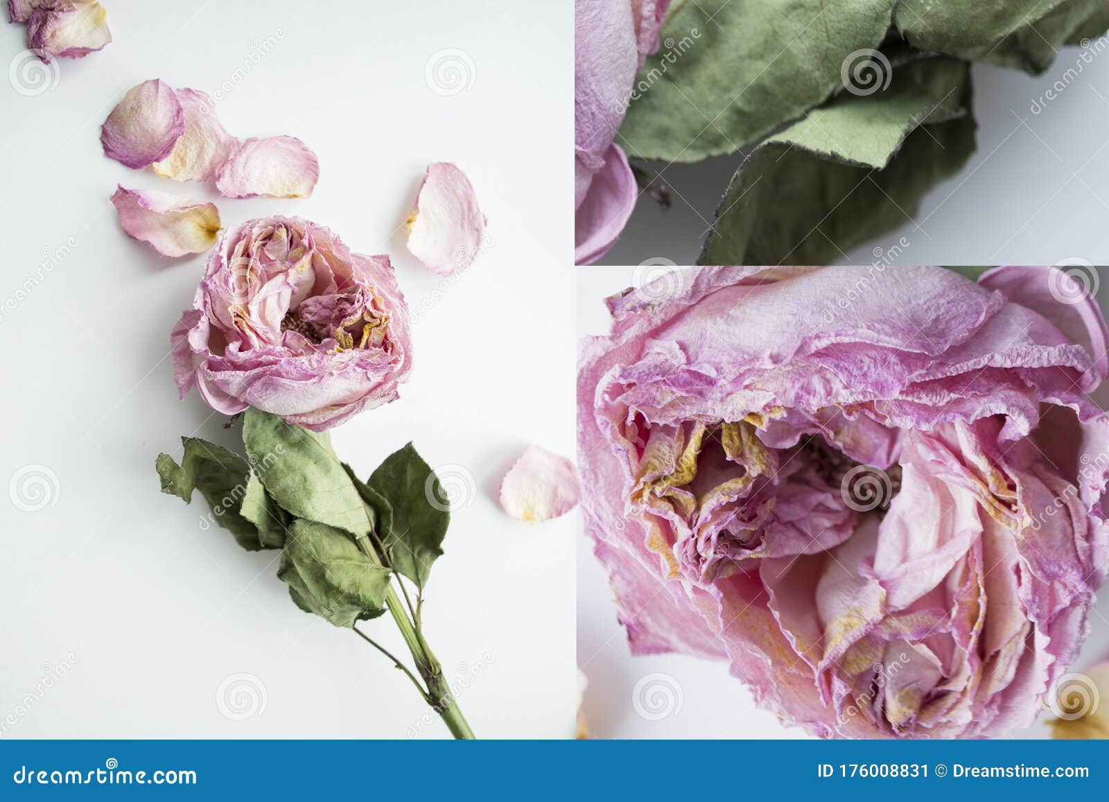 Faded Beautiful Rose on a Light Background Stock Image - Image of ...
